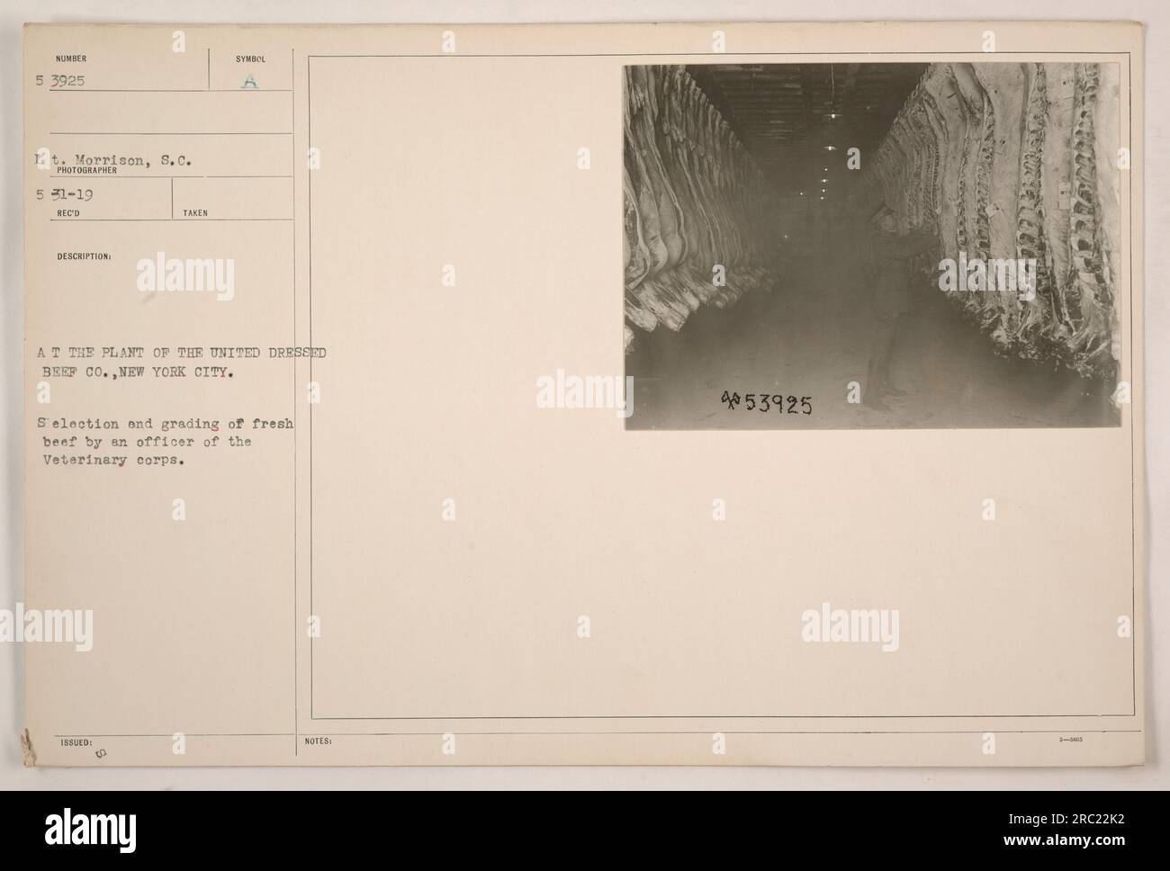 An officer from the Veterinary corps is seen selecting and grading ...