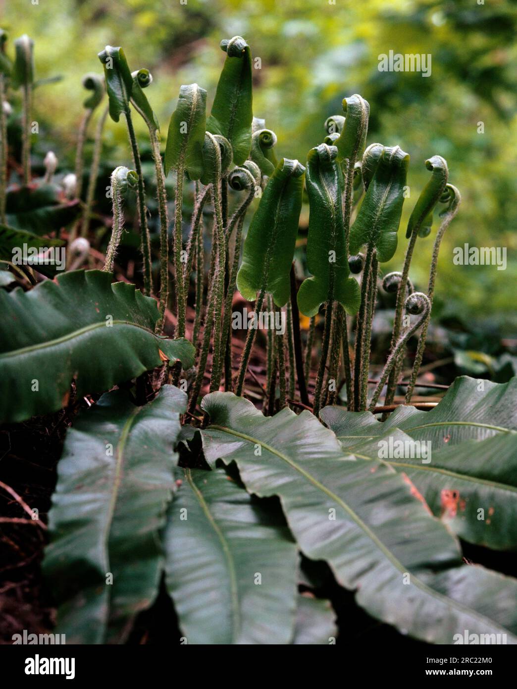 Hart's-tongue fern (Phyllitis scolopendrium), deer tongue Stock Photo ...