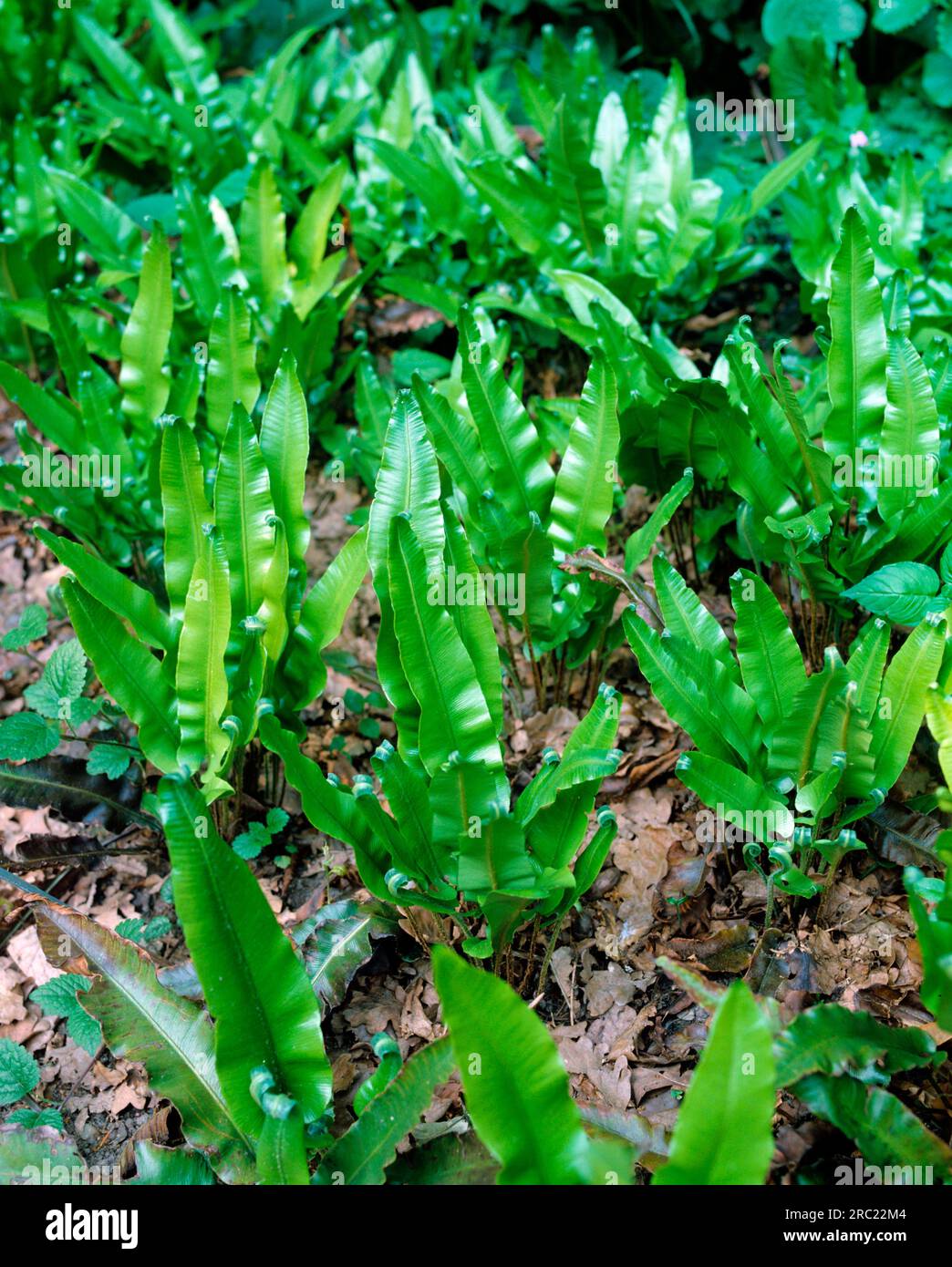 Hart's-tongue fern (Phyllitis scolopendrium), deer tongue Stock Photo ...