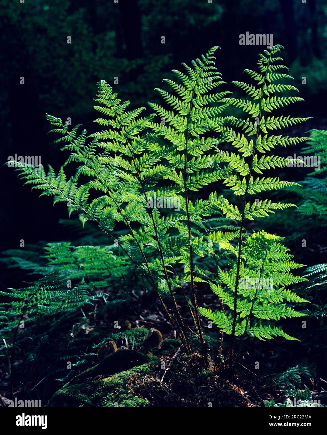 Male wood fern hi-res stock photography and images - Alamy