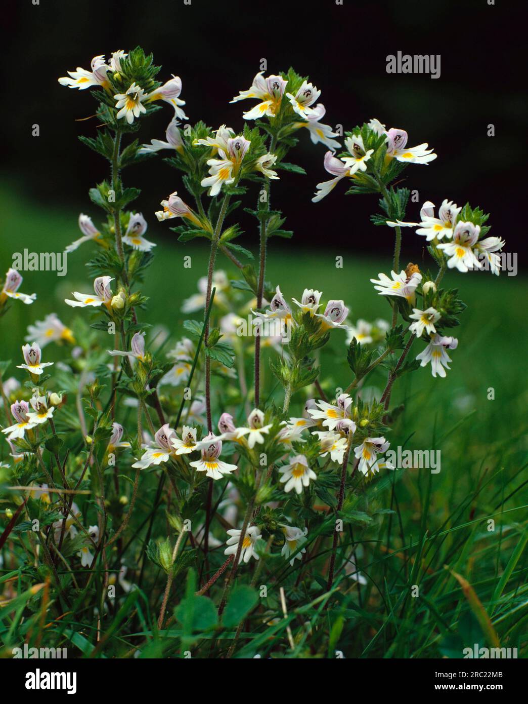 Eyebright (Euphrasia officinalis Stock Photo - Alamy