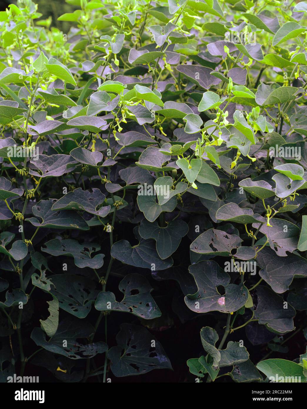 Easter lucerne (Aristolochia clematilis), curlew, Done-North Rhine ...