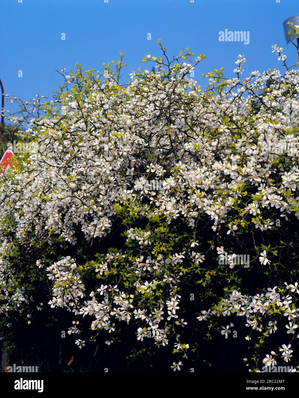 Trifoliate orange (Poncirus trifoliata Stock Photo - Alamy