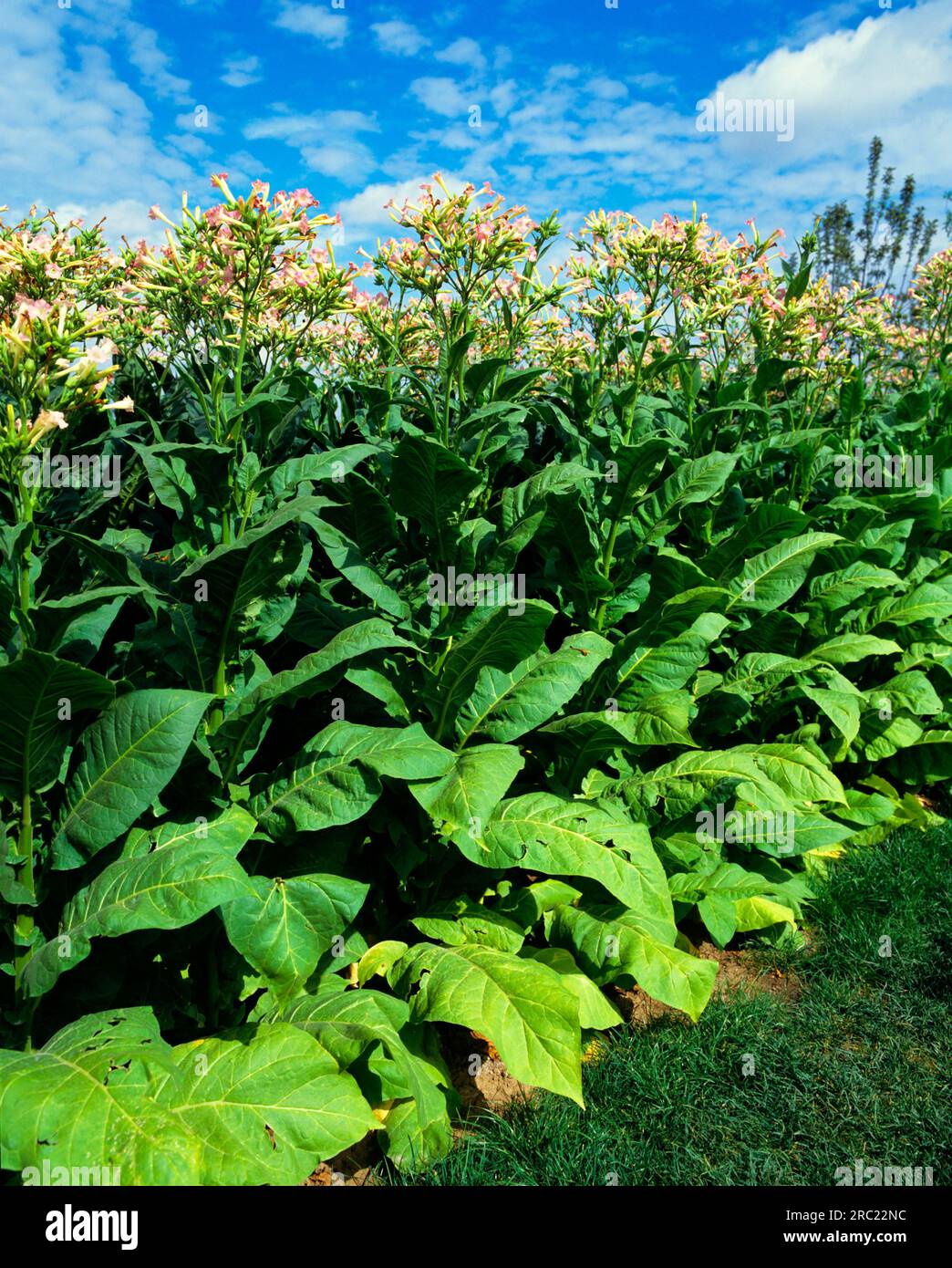 Tobacco plantation (Nicotinana sylvestris), tobacco plants Stock Photo ...