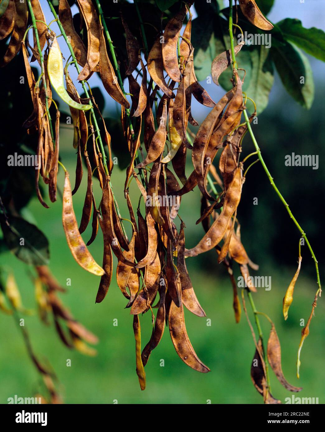 Golden rain, fruit pods (Laburnum anagyroides) Bean tree, gold rush ...