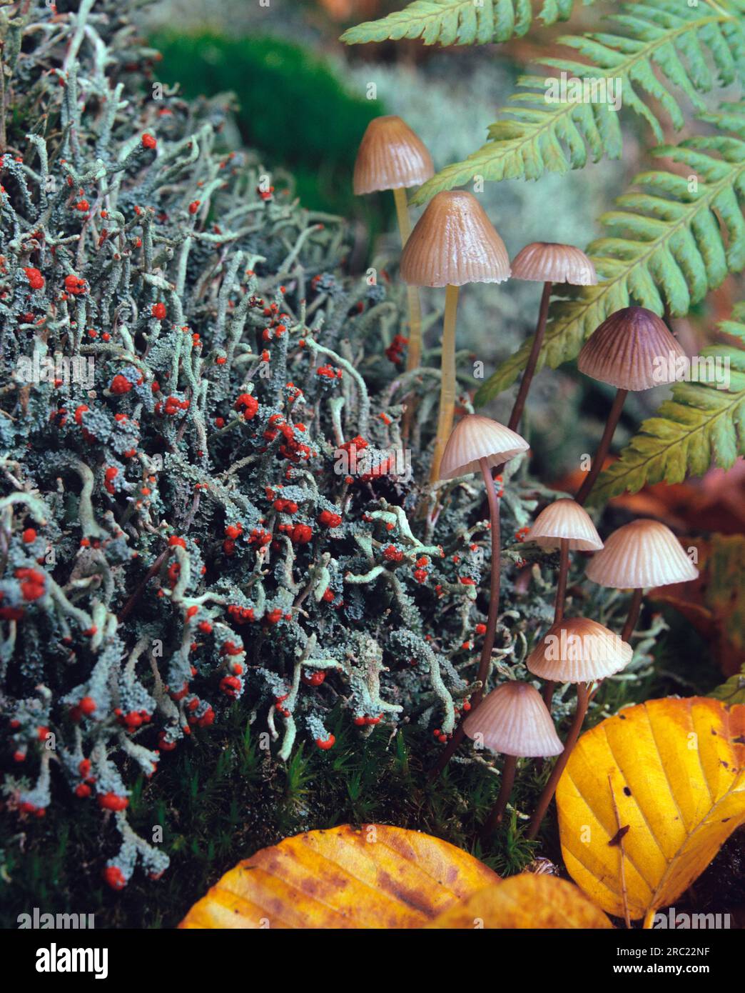 Red fruit column lichen (Cladonia macilenta Stock Photo - Alamy