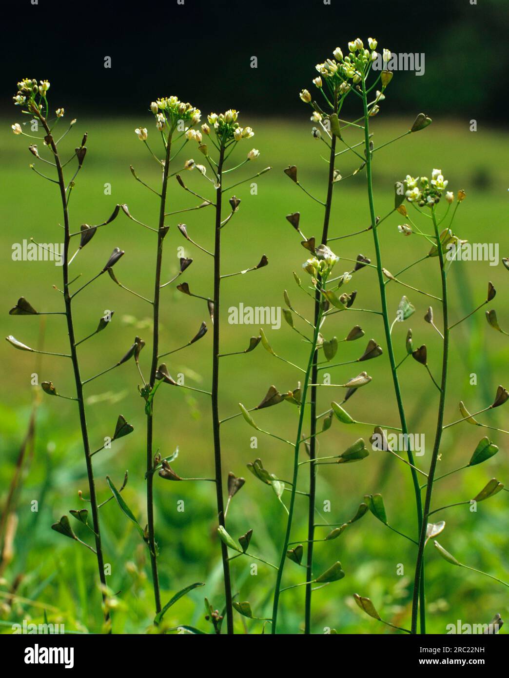 Genuine shepherd's purse (Capsella bursa-pastoris), Farmer's mustard ...