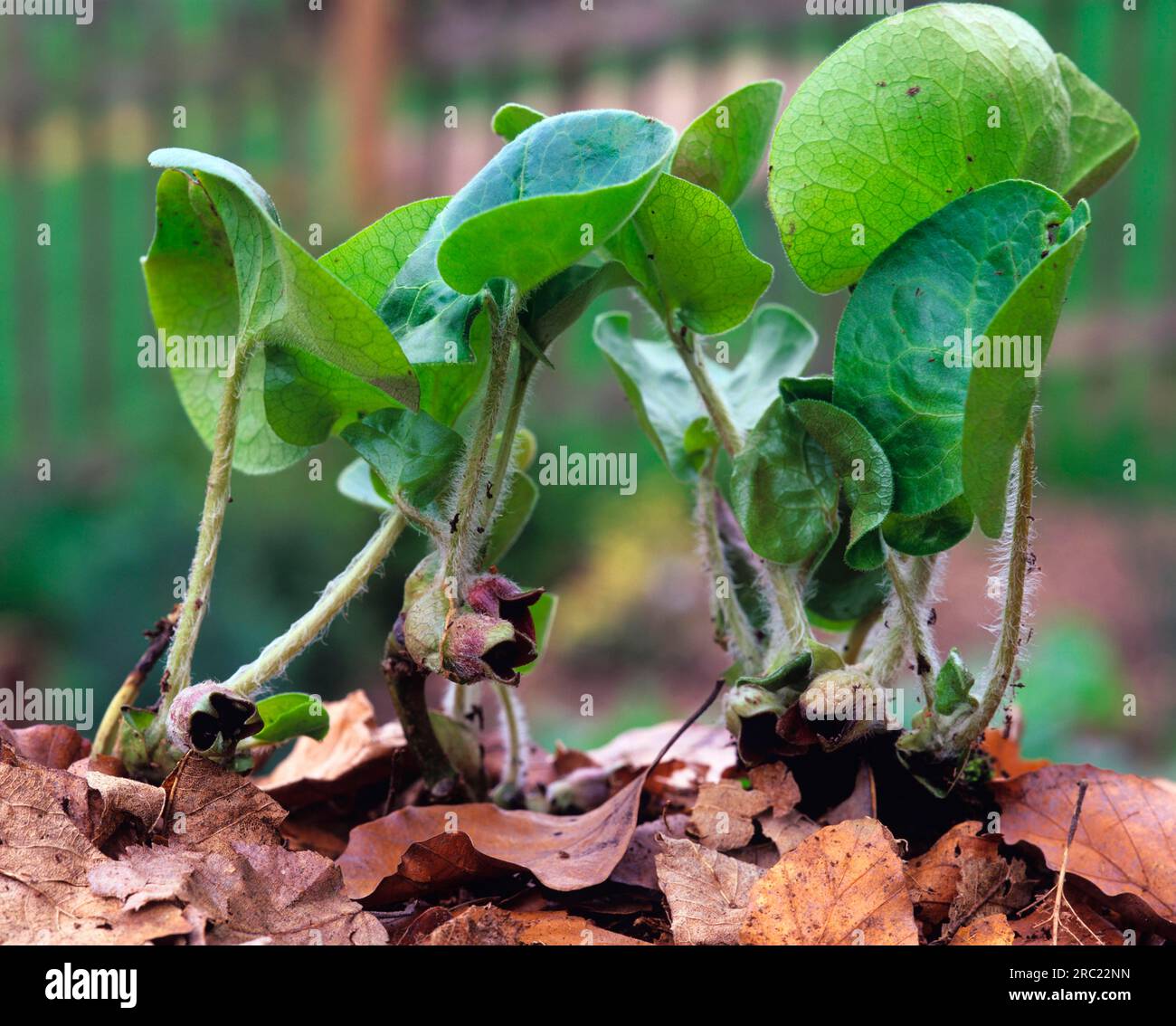 Hazel root, common Asarabacca (Asarum europaeum Stock Photo - Alamy