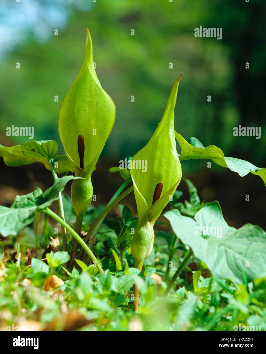 Wild Arum (Arum maculatum Stock Photo - Alamy