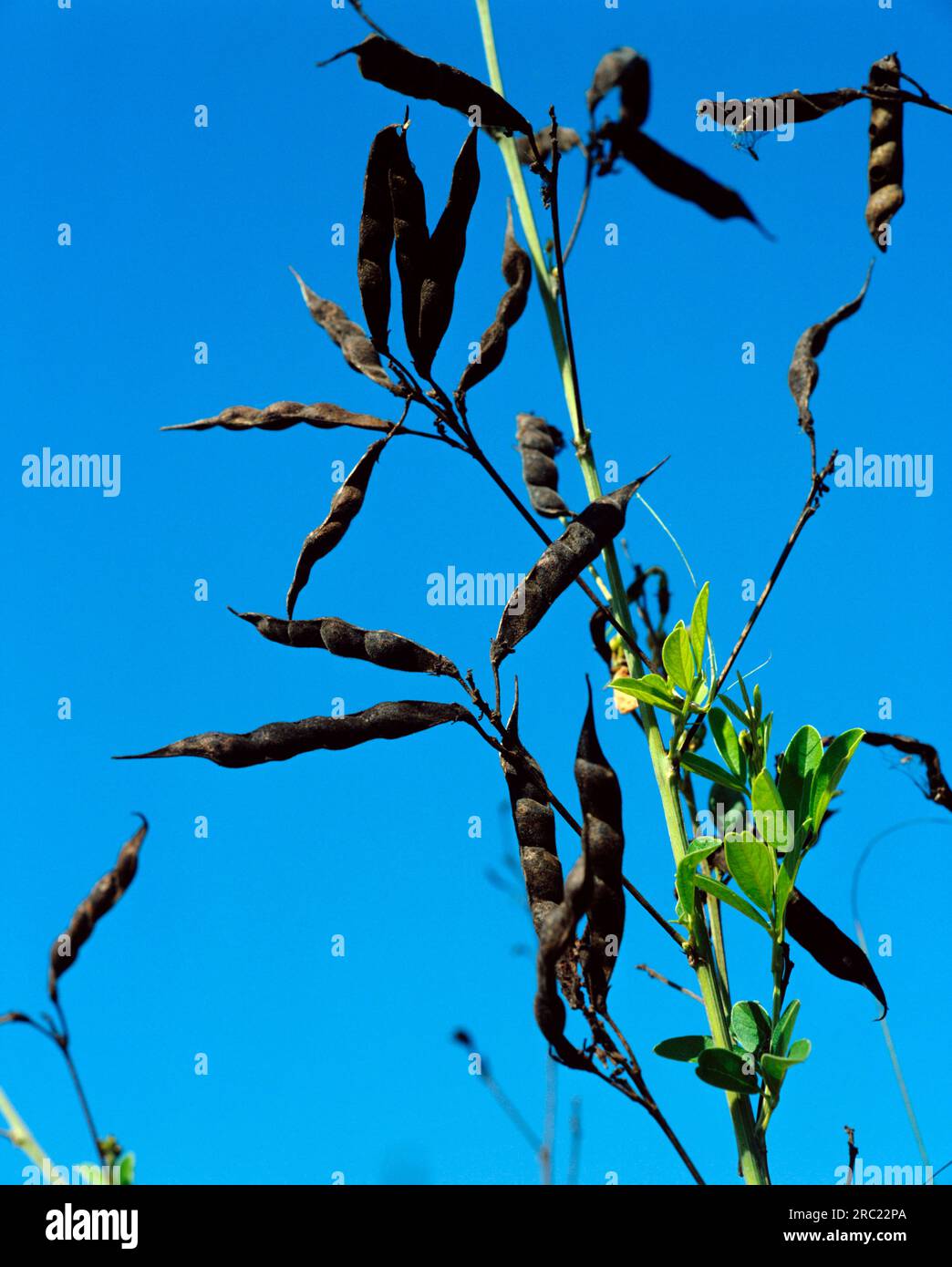 Crop lentil hi-res stock photography and images - Alamy