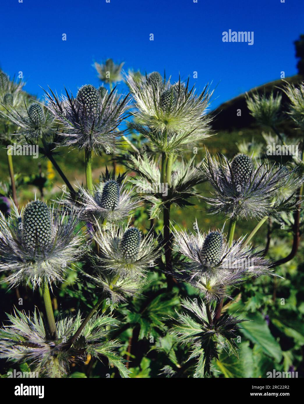 Alpine sea holly (Eryngium alpinum), Blue Thistle, Blue Thistle Stock ...