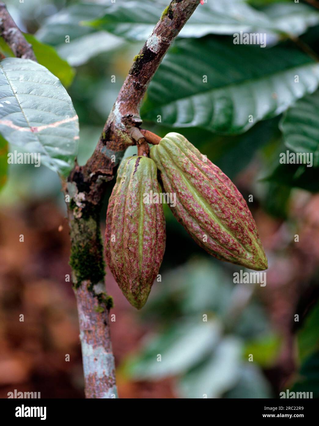 Cocoa plant botany hi-res stock photography and images - Alamy