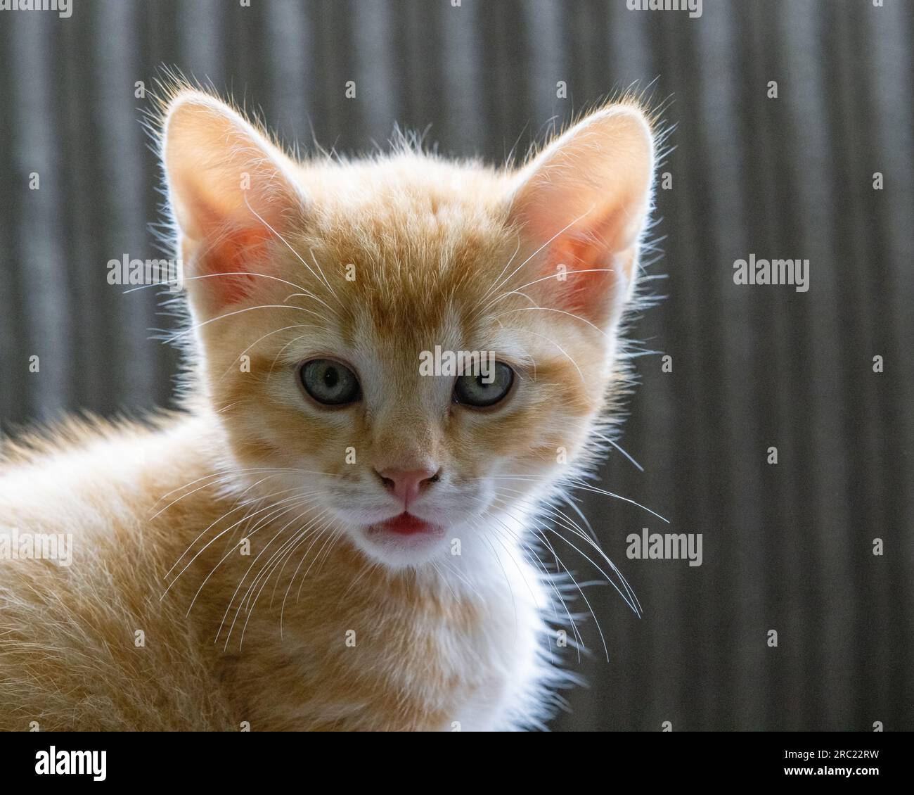 Ginger kitten studio hi-res stock photography and images - Alamy