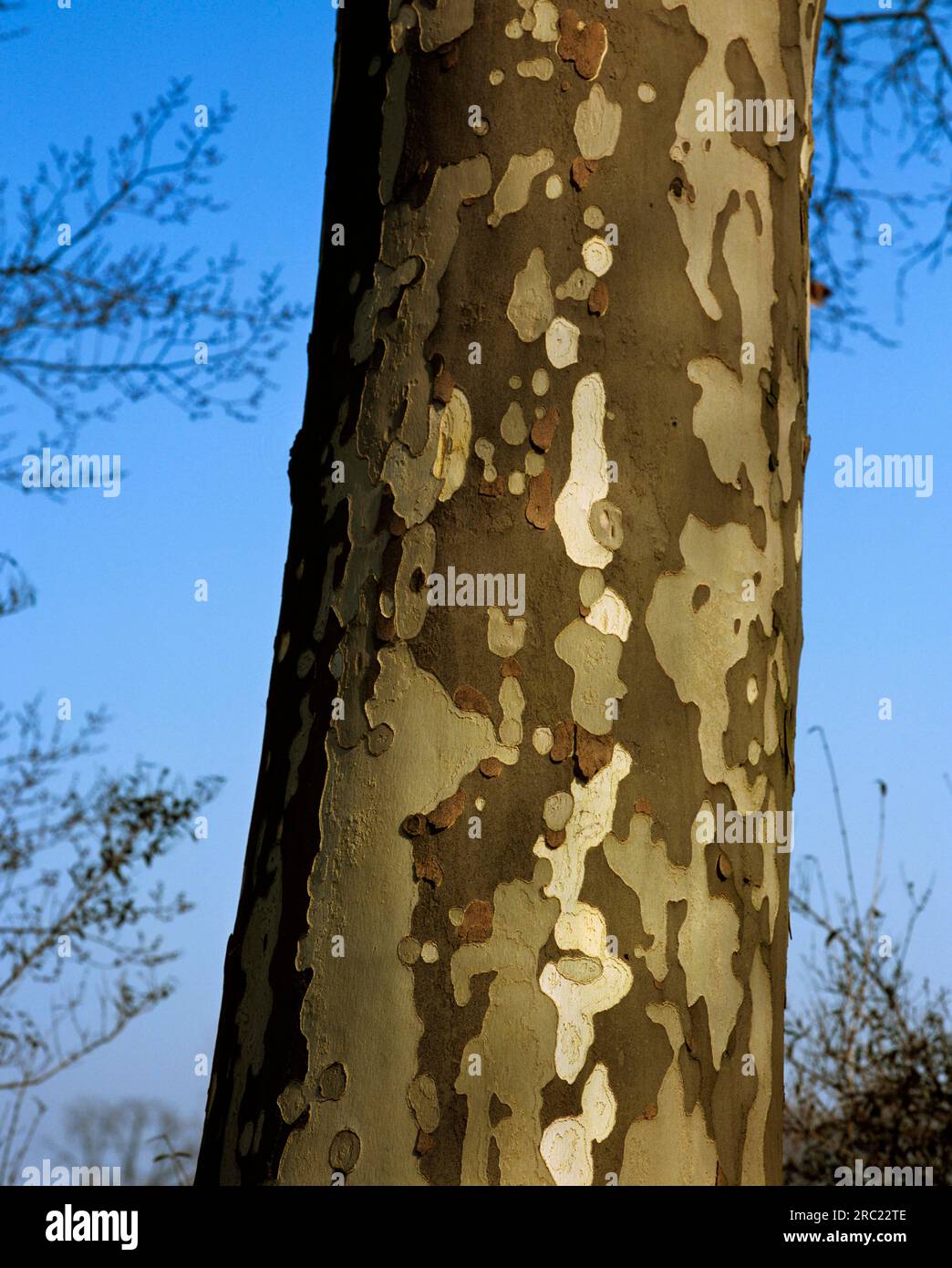 Sycamore, Plane Tree (Platanaceae) (Platanus Stock Photo - Alamy