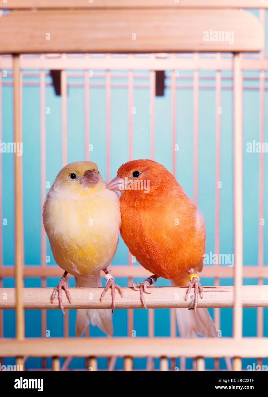 Canaries cage hi-res stock photography and images - Alamy