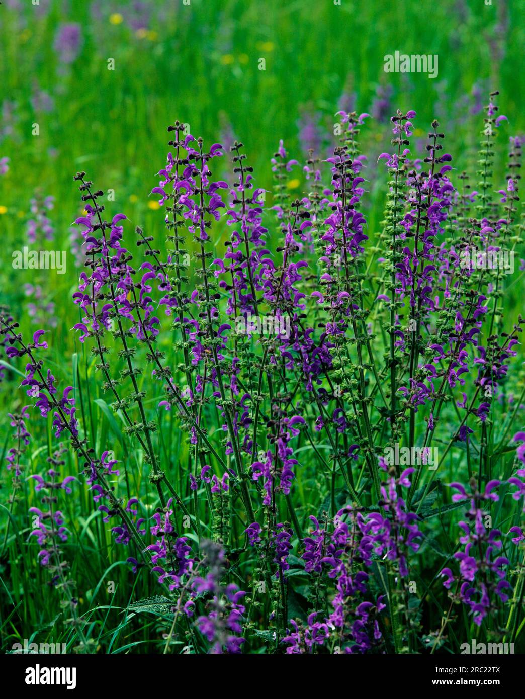 Common Common sage (Salvia officinalis Stock Photo - Alamy