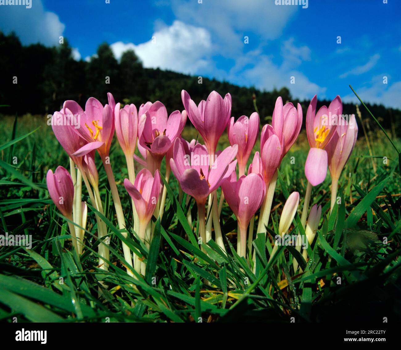 Lilac pink colchicum hi-res stock photography and images - Alamy