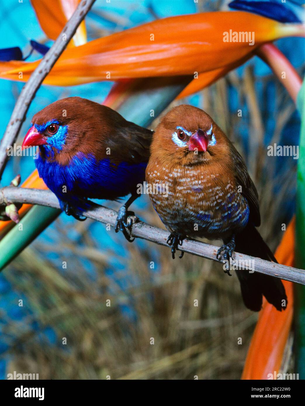 Purple Grenadier, pair (Uraeginthus ianthinogaster) (Granatina ...