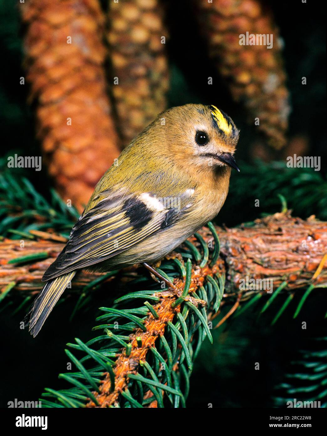 Goldcrest photography hi-res stock photography and images - Alamy