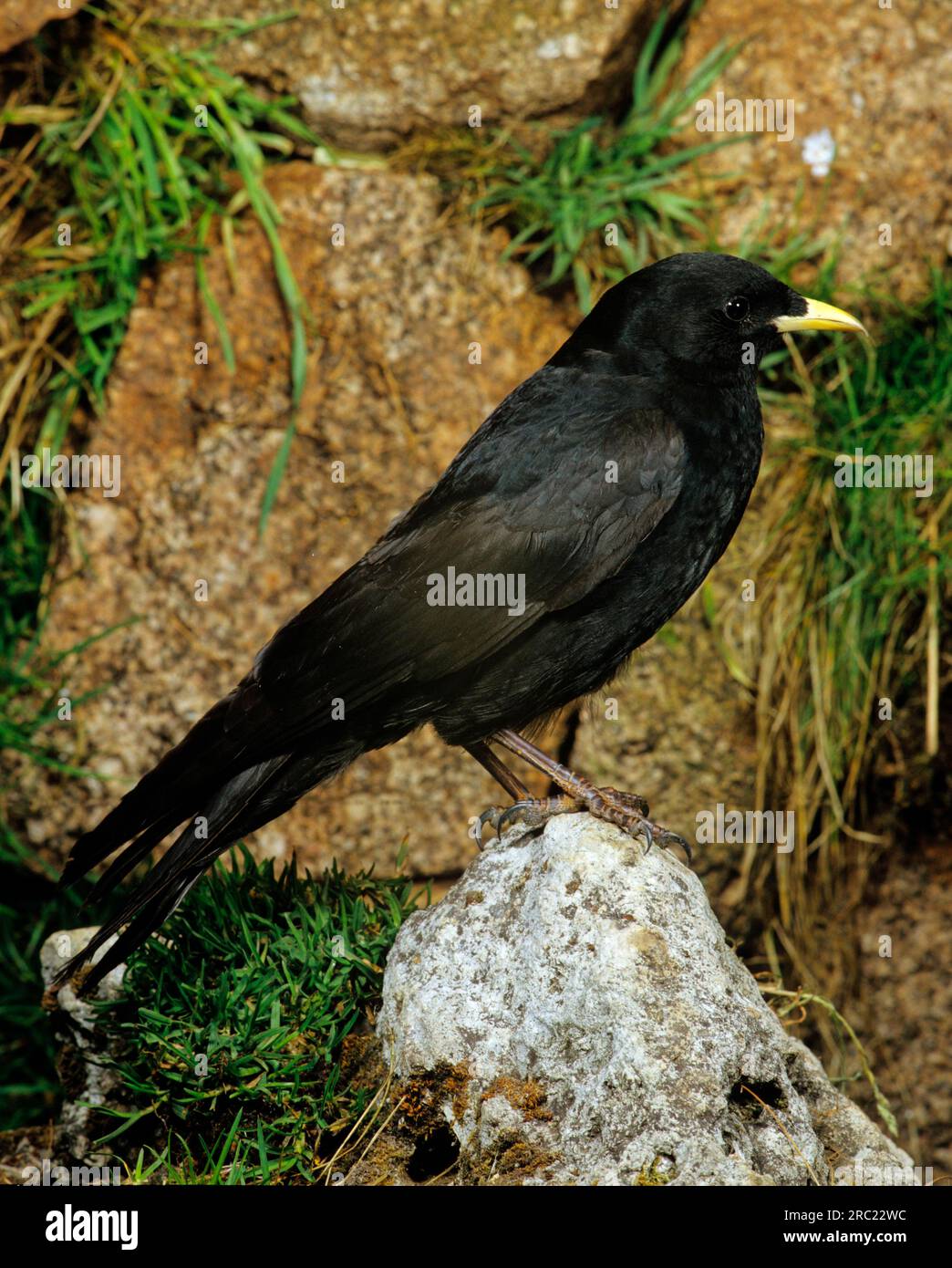 Alpine Chough (Pyrrhocorax graculus Stock Photo - Alamy