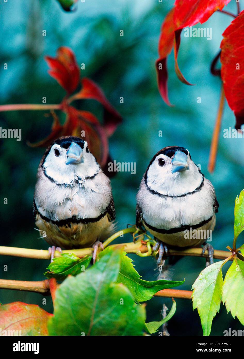 Stizoptera hi-res stock photography and images - Alamy