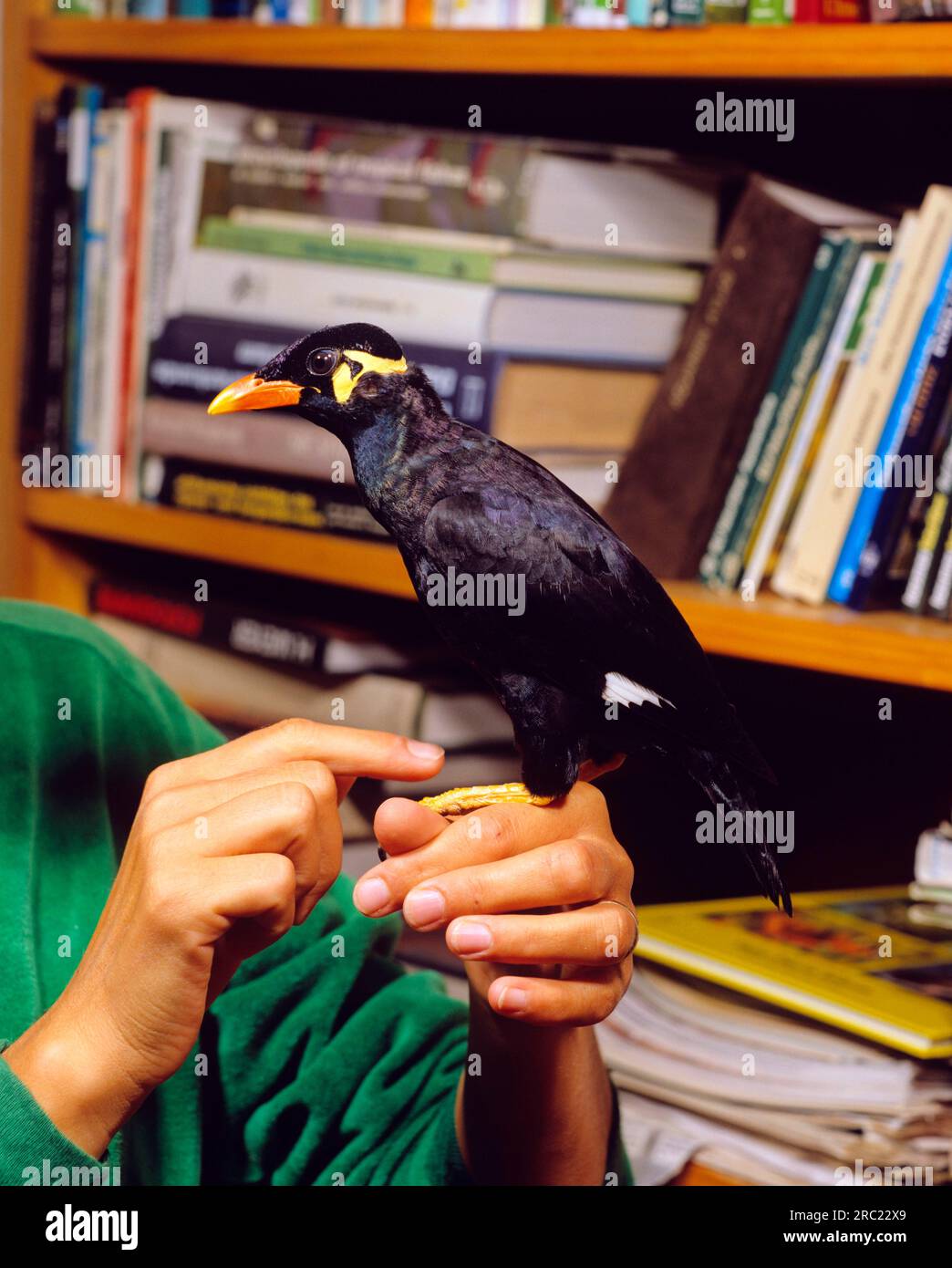 Hill Common hill myna (Gracula religiosa) on human hand Stock Photo - Alamy
