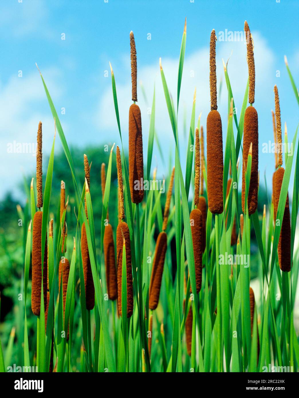 Lesser bulrush typha angustifolia hi-res stock photography and images ...