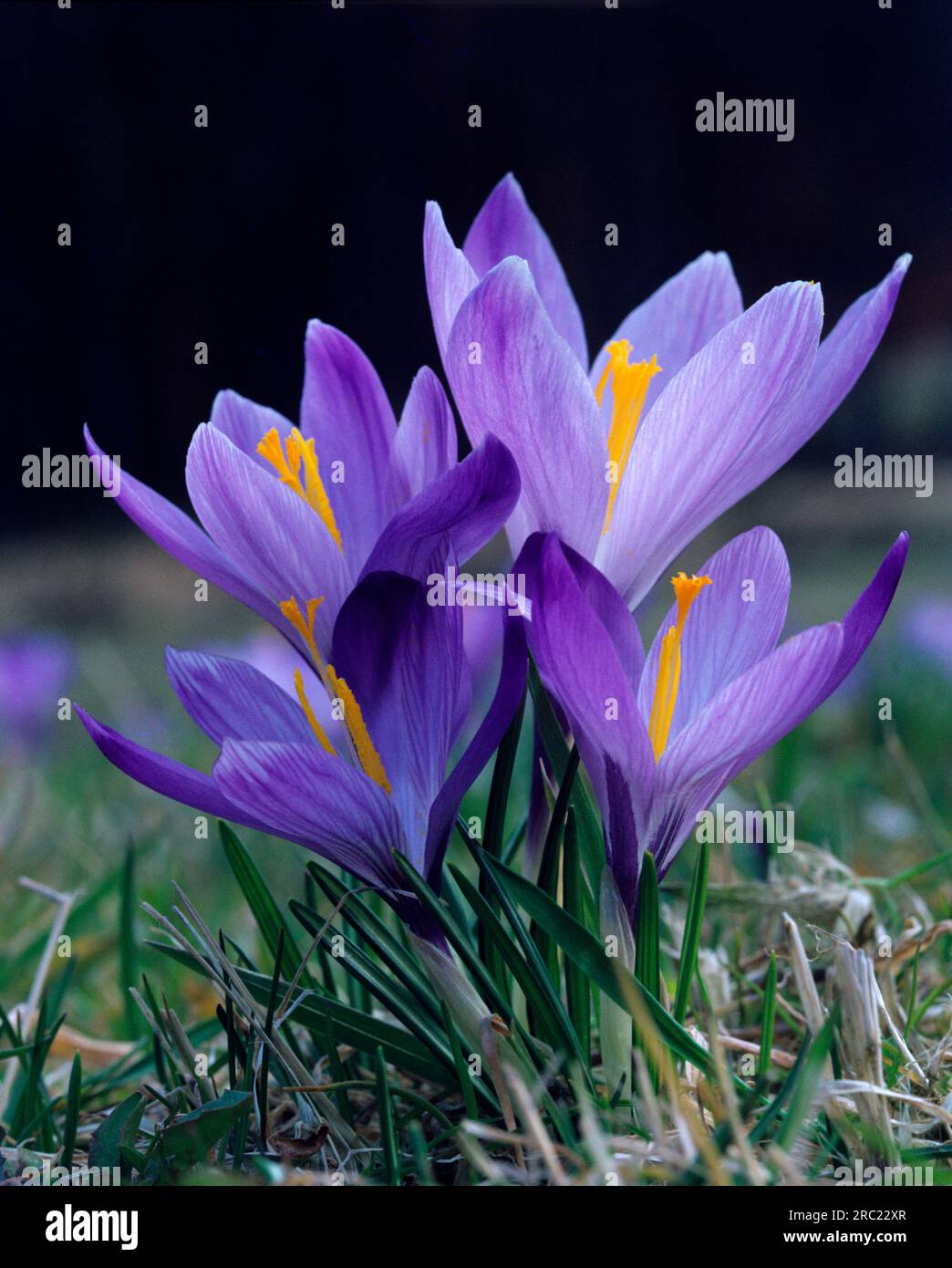 Neapolitanus hi-res stock photography and images - Alamy