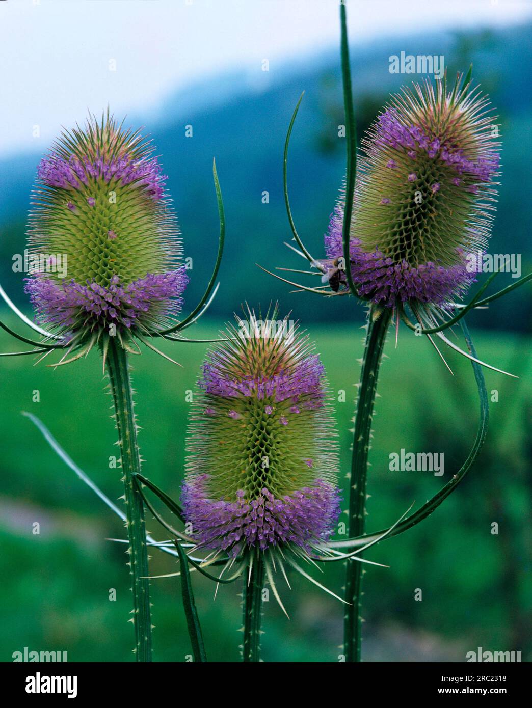 Card tea (Dipsacus sylvestris) (Dipsacus silvestris) (Dipsacus fullonum ...