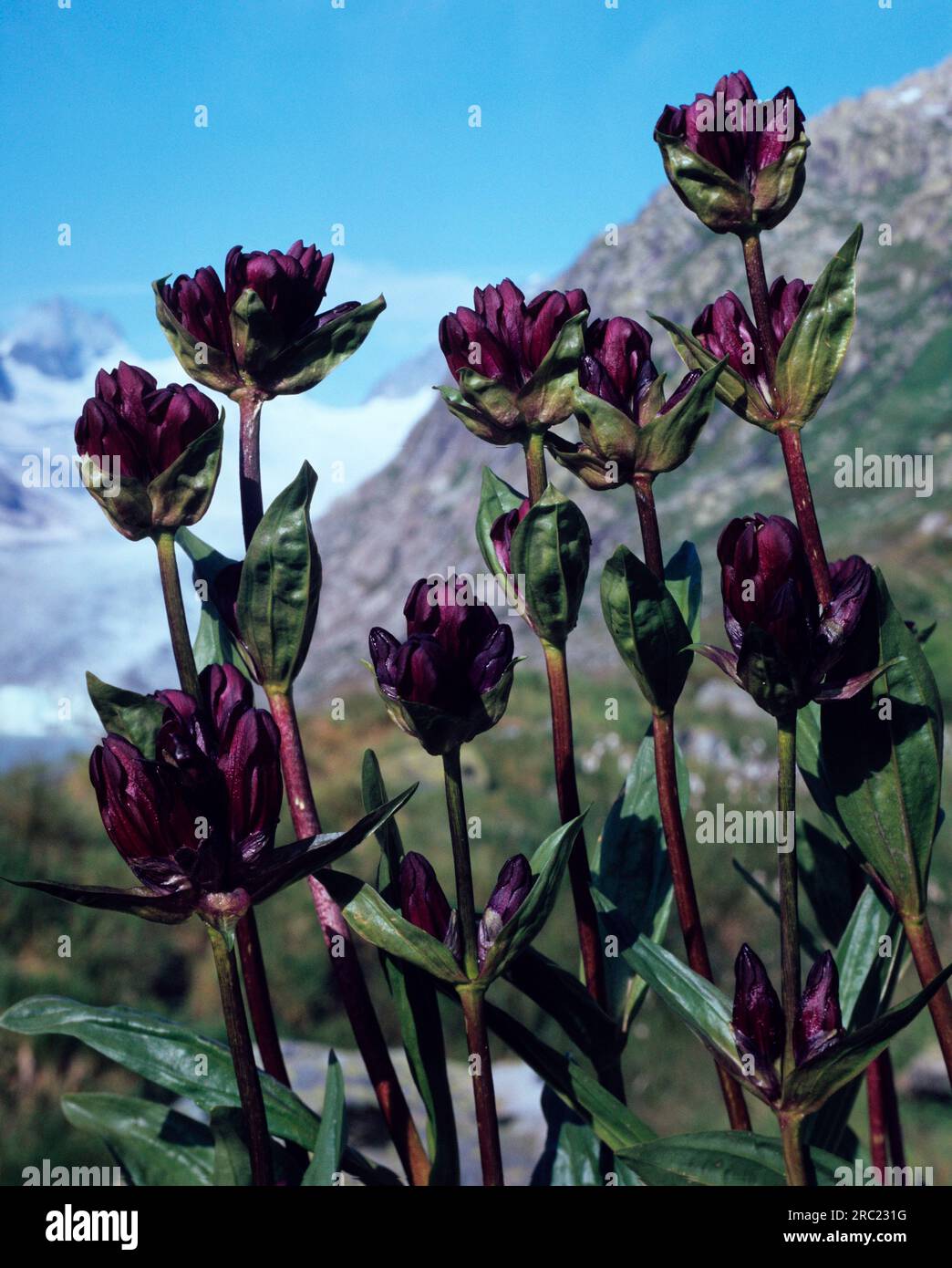 Purple Gentian (Gentiana purpurea), Purple-flowered Gentian Stock Photo ...