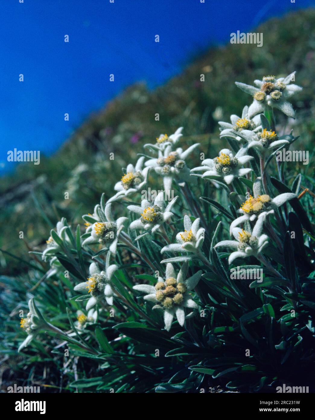 Edelweiss (Leontopodium alpinum), Alps Stock Photo - Alamy