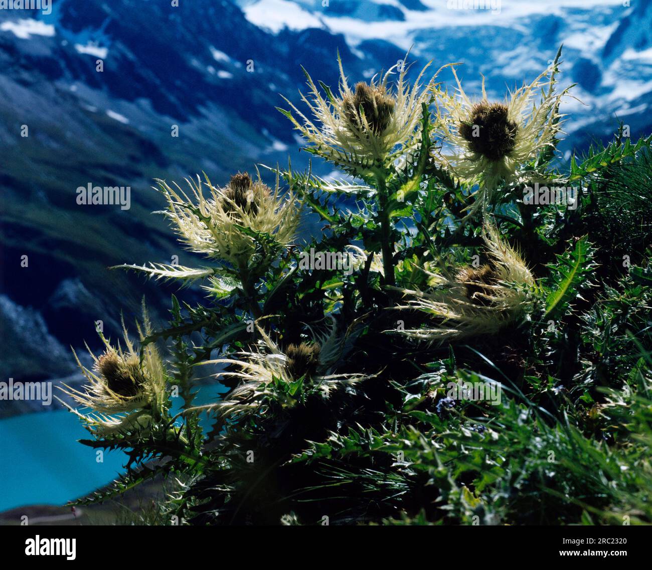 Spiny thistle (Cirsium spinosissimum), Alpine thistle Stock Photo - Alamy