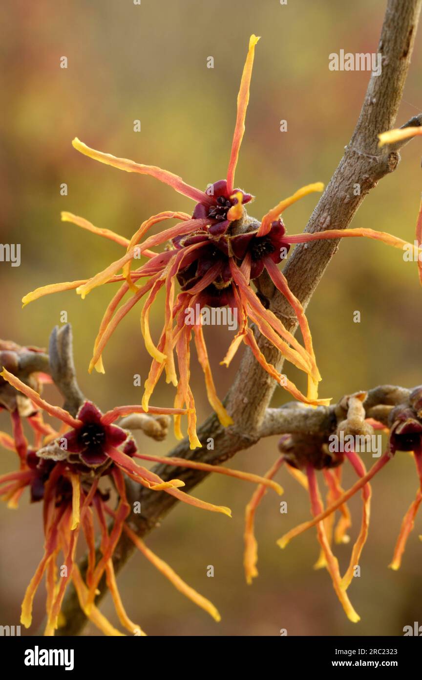 Witch Hazel Hybrid (hybrid witch hazel) 'Jelena Stock Photo - Alamy