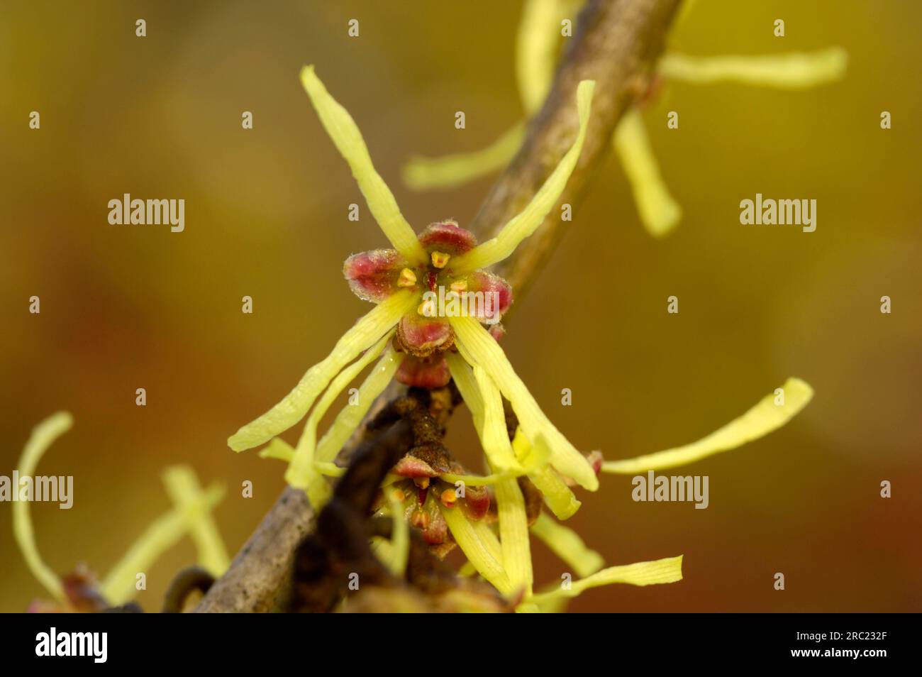 Small-flowered Hamamelis japonica, Japanese Hamamelis japonica ...