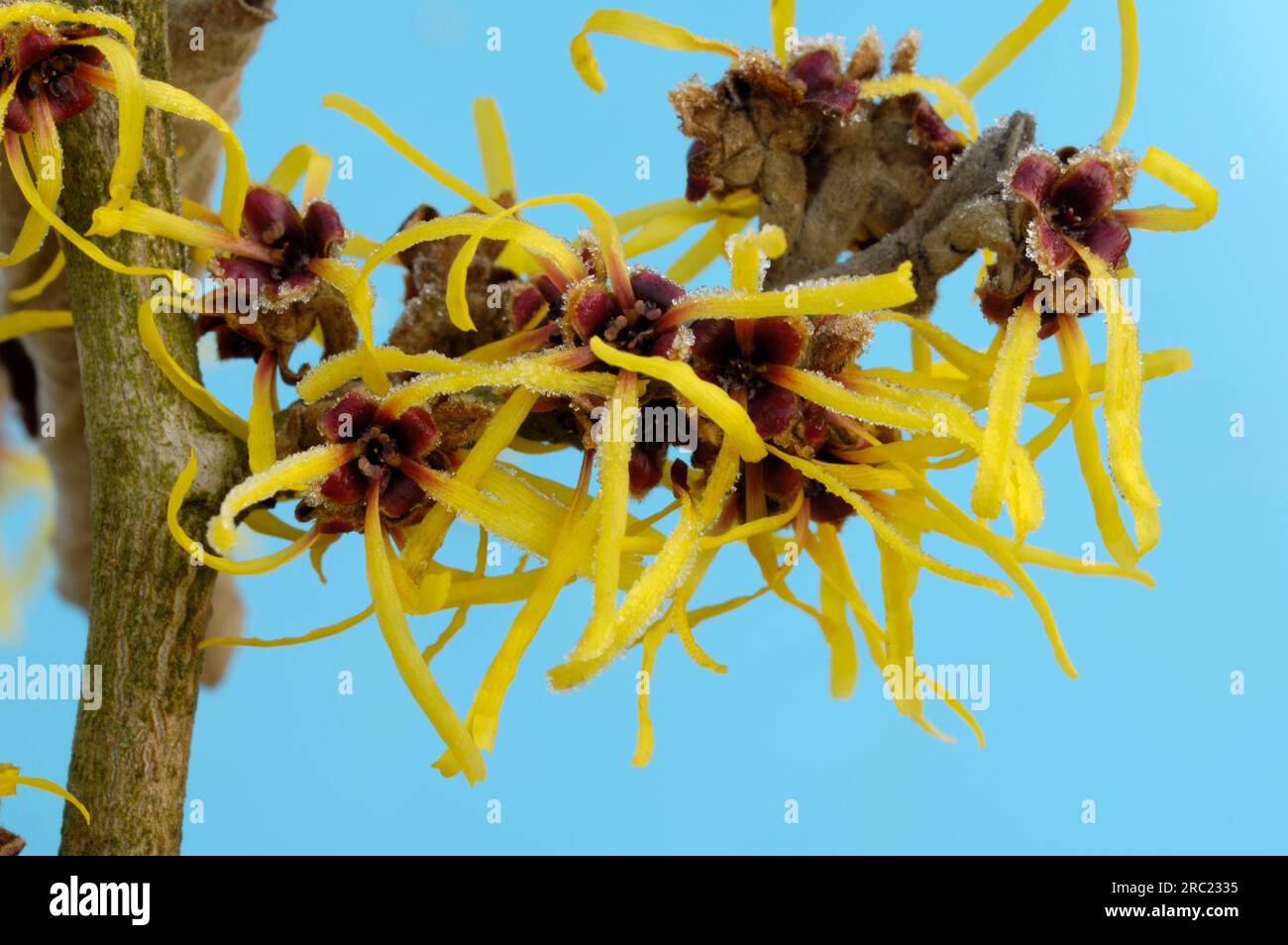 Chinese winter hazel hi-res stock photography and images - Alamy