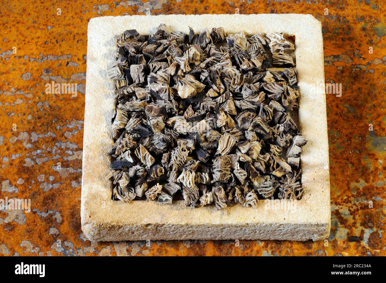 Silver primrose rhizome (Cimicifugae rhizoma), Sheng Ma Stock Photo - Alamy