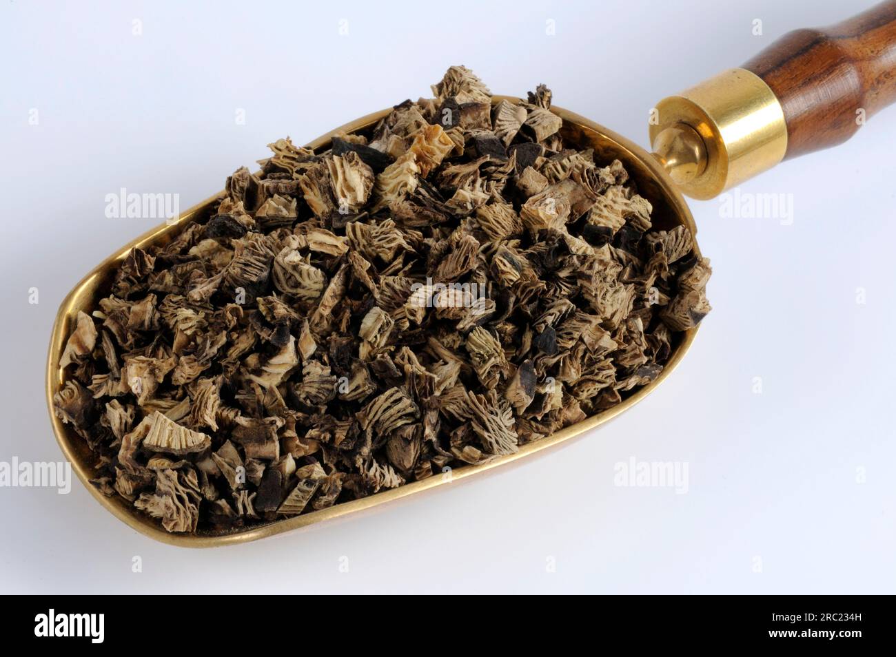 Silver primrose rhizome (Cimicifugae rhizoma), Sheng Ma Stock Photo - Alamy