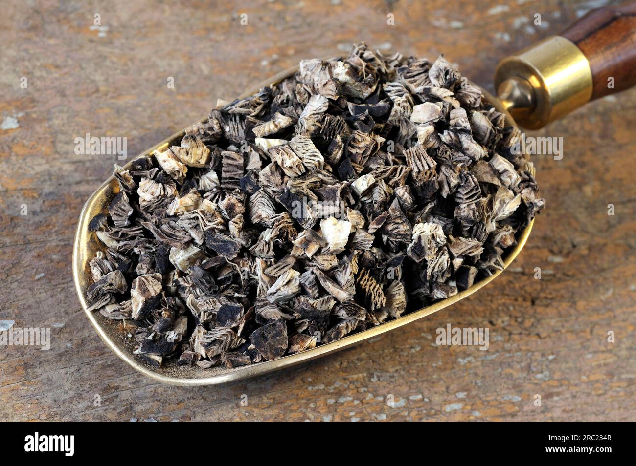 Silver primrose rhizome (Cimicifugae rhizoma), Sheng Ma Stock Photo - Alamy