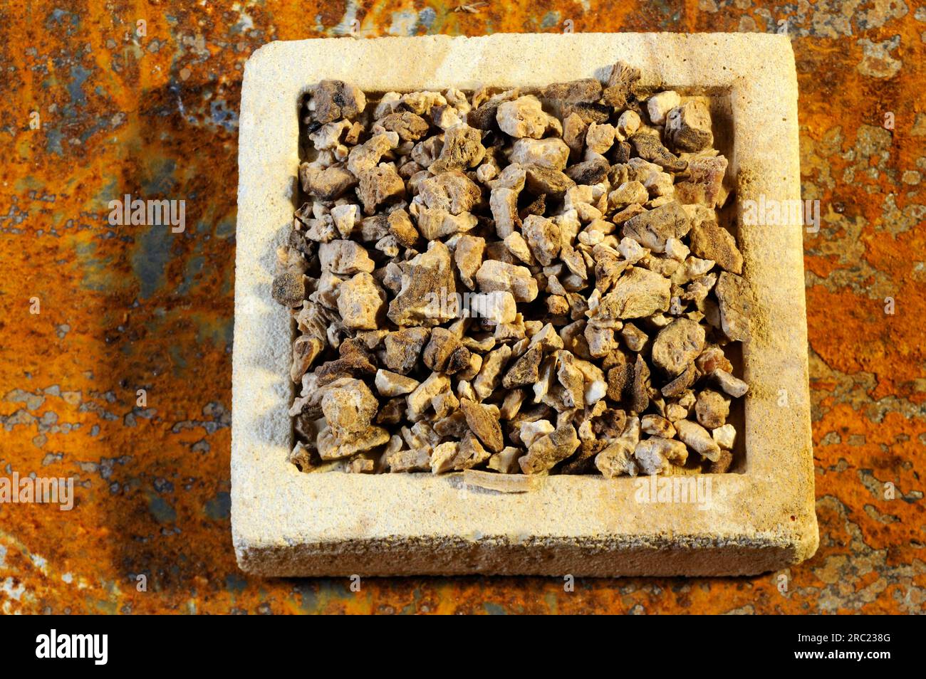 Large-headed atractylodes rhizome (Atractylodis macrocephalae rhizome ...