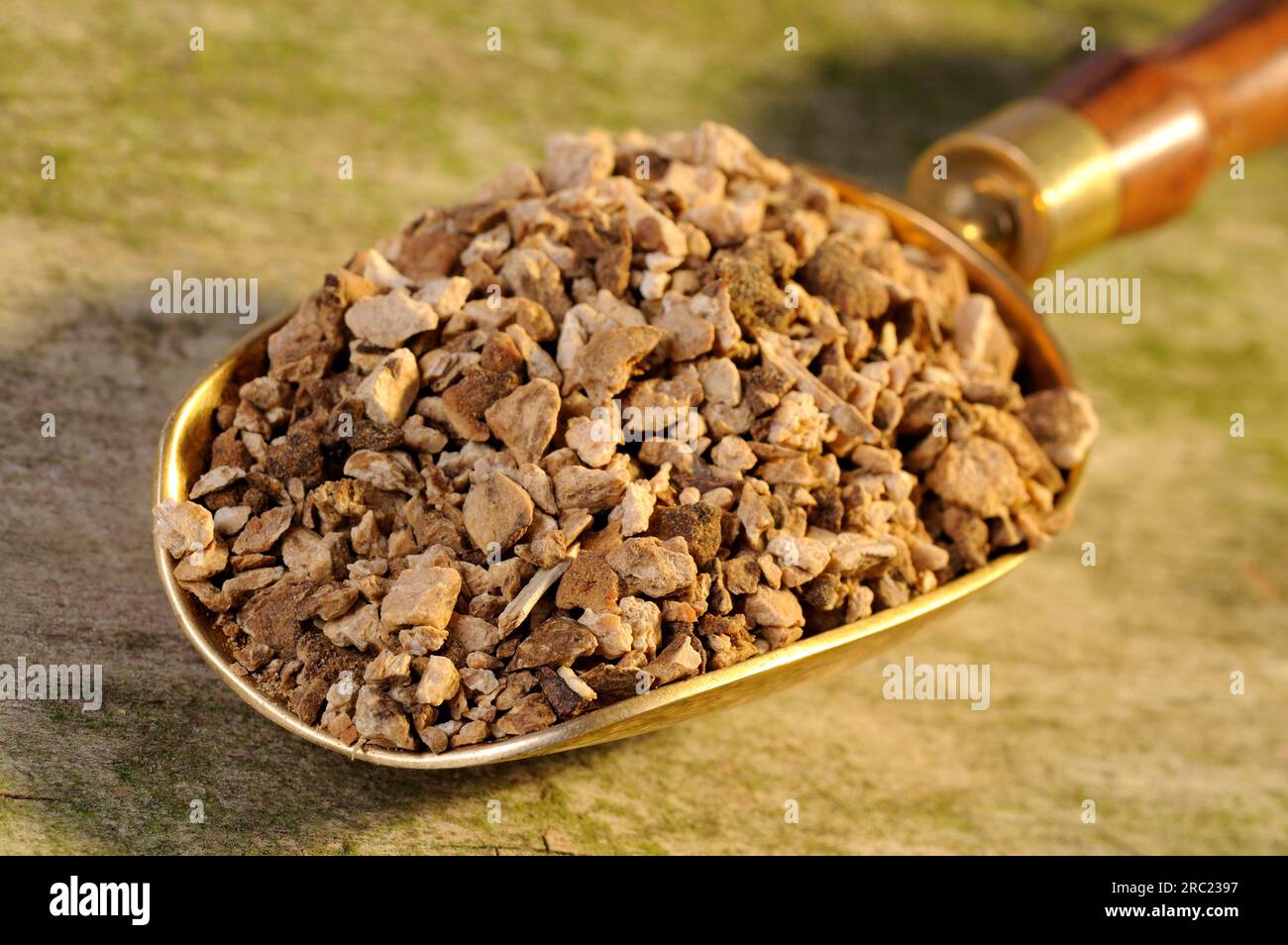Rhizome sea hi-res stock photography and images - Alamy