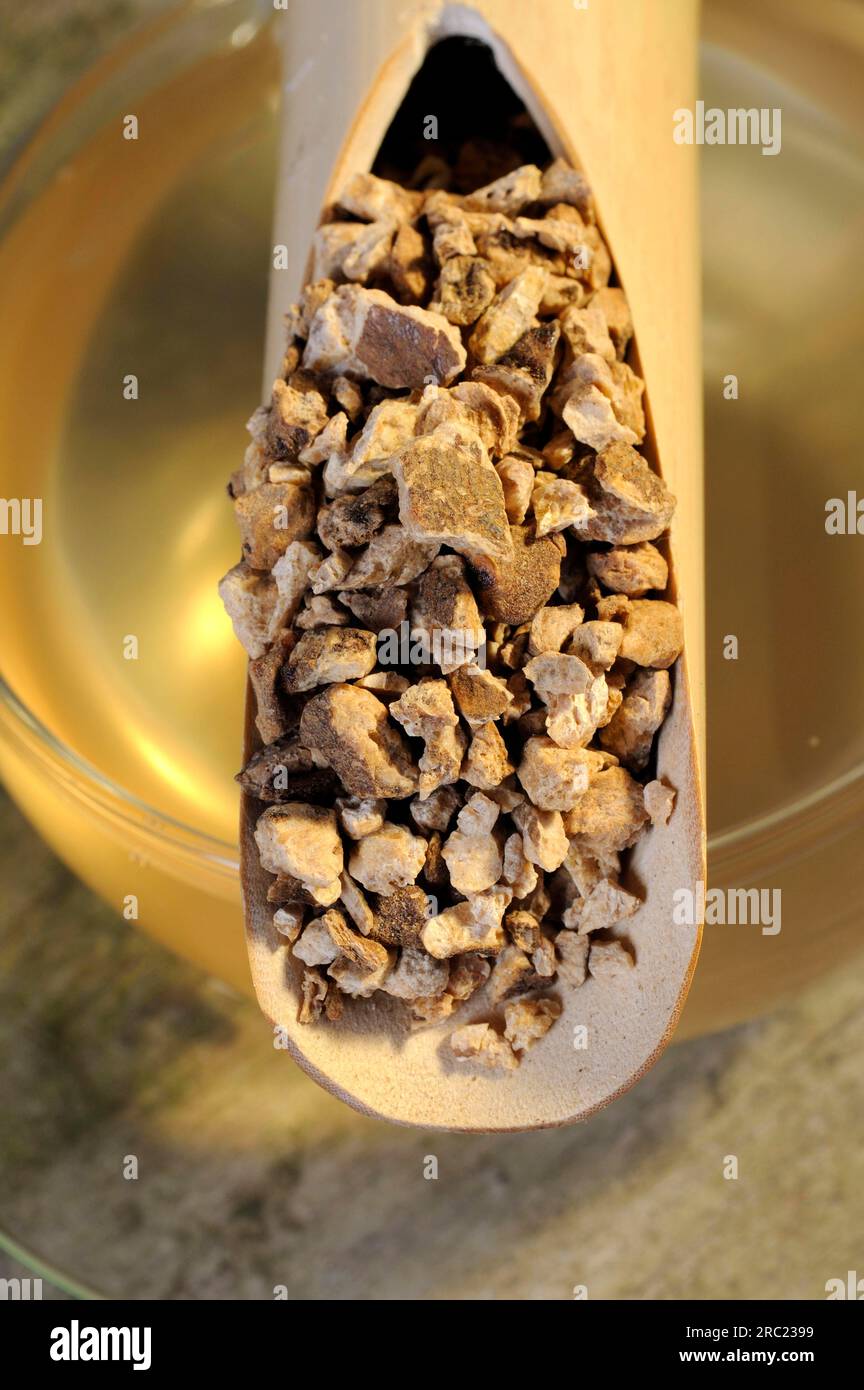 Large-headed Atractylodes Rhizome Tea (Atractylodis macrocephalae Rhiz ...