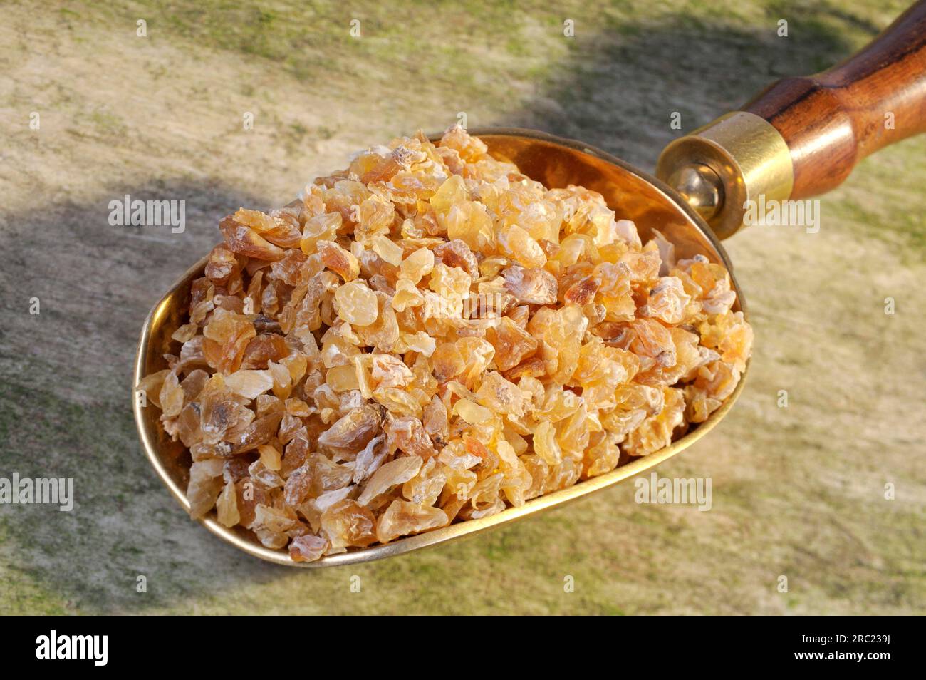Chinese leek (Alli Macrostemi bulbus), Xie Bai Stock Photo - Alamy