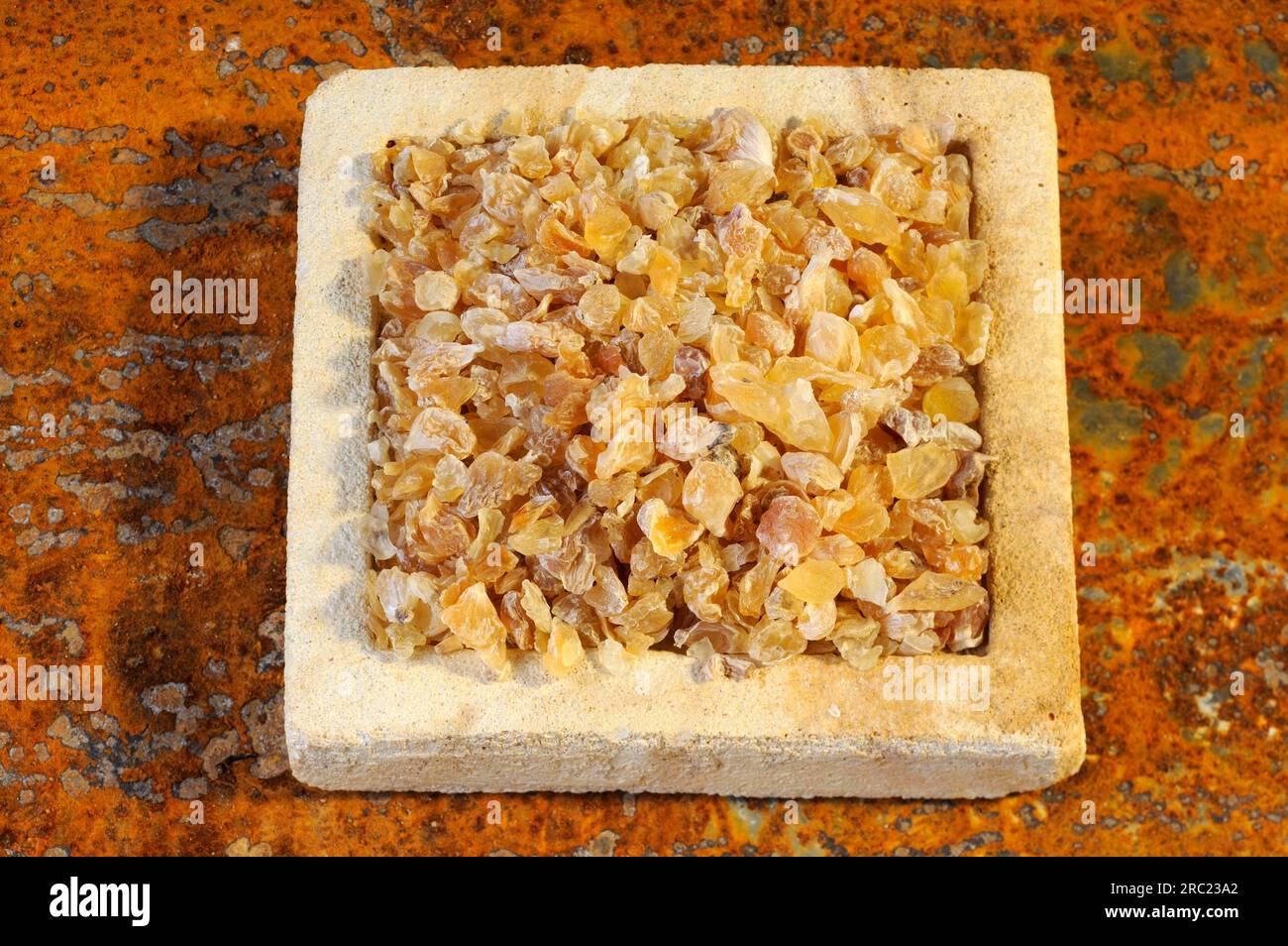 Chinese leek (Alli Macrostemi bulbus), Xie Bai Stock Photo - Alamy