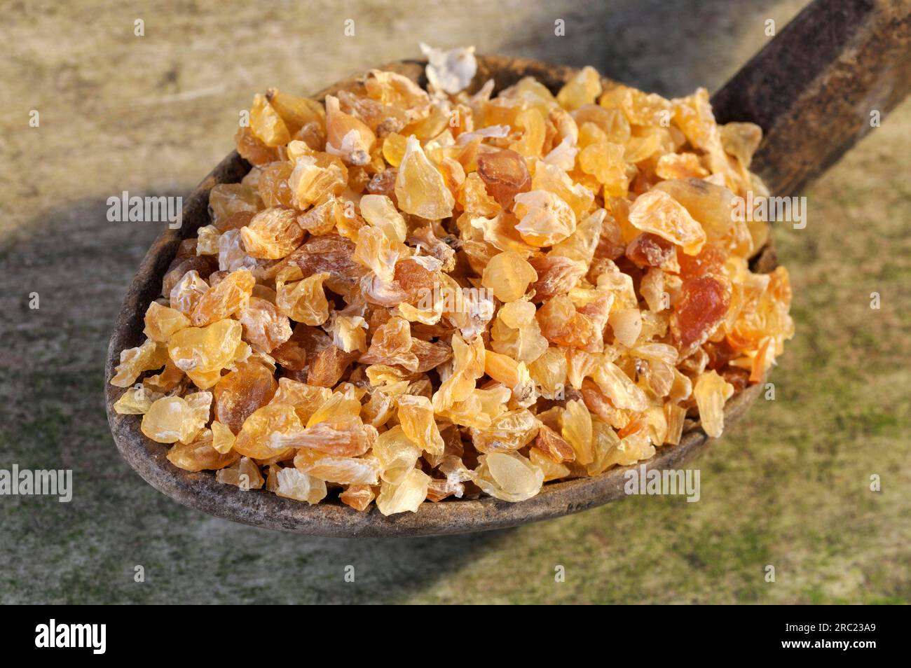 Chinese leek (Alli Macrostemi bulbus), Xie Bai Stock Photo - Alamy