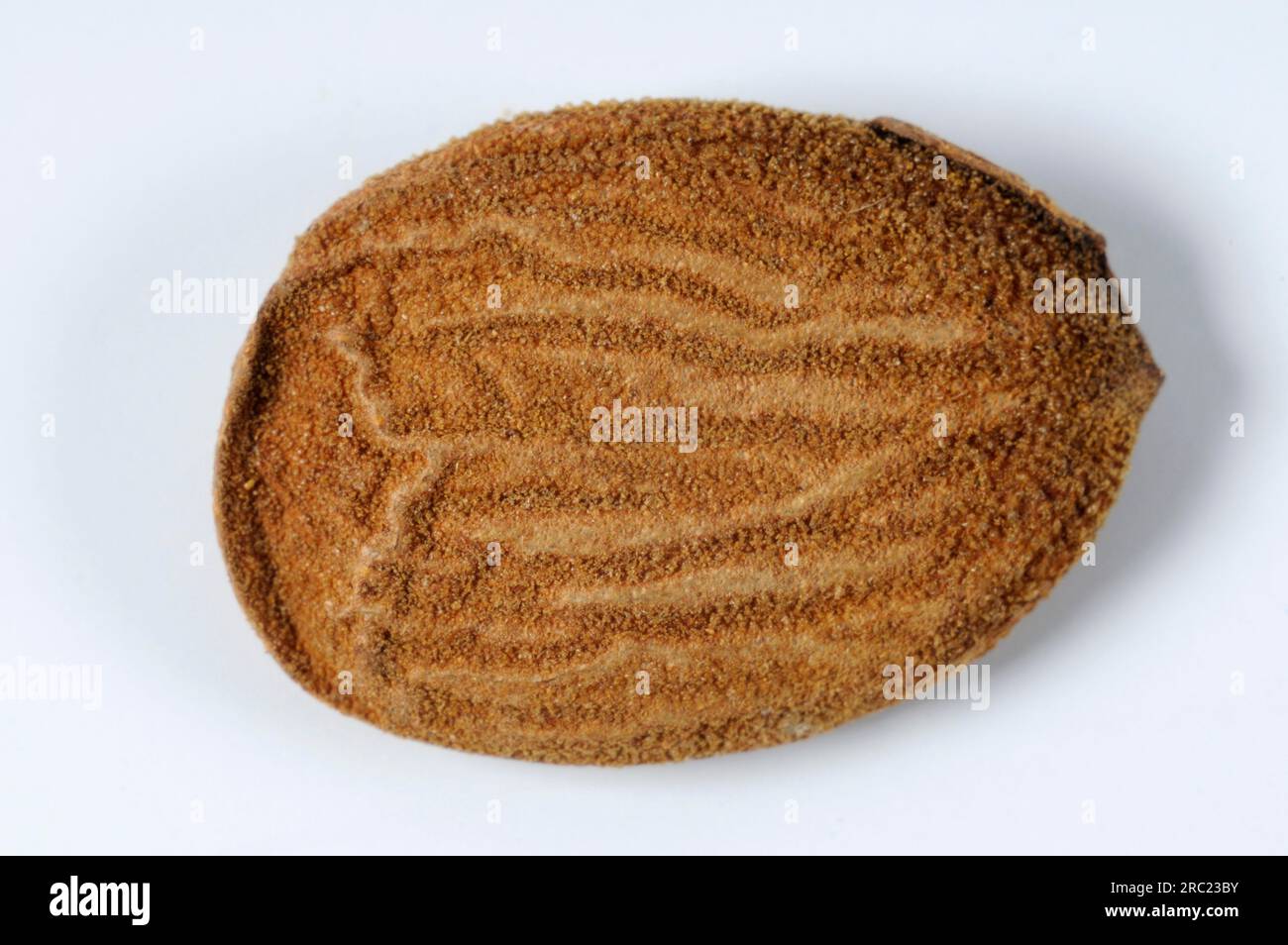 Peach seed (Persicae Semen), Tao Ren Stock Photo - Alamy
