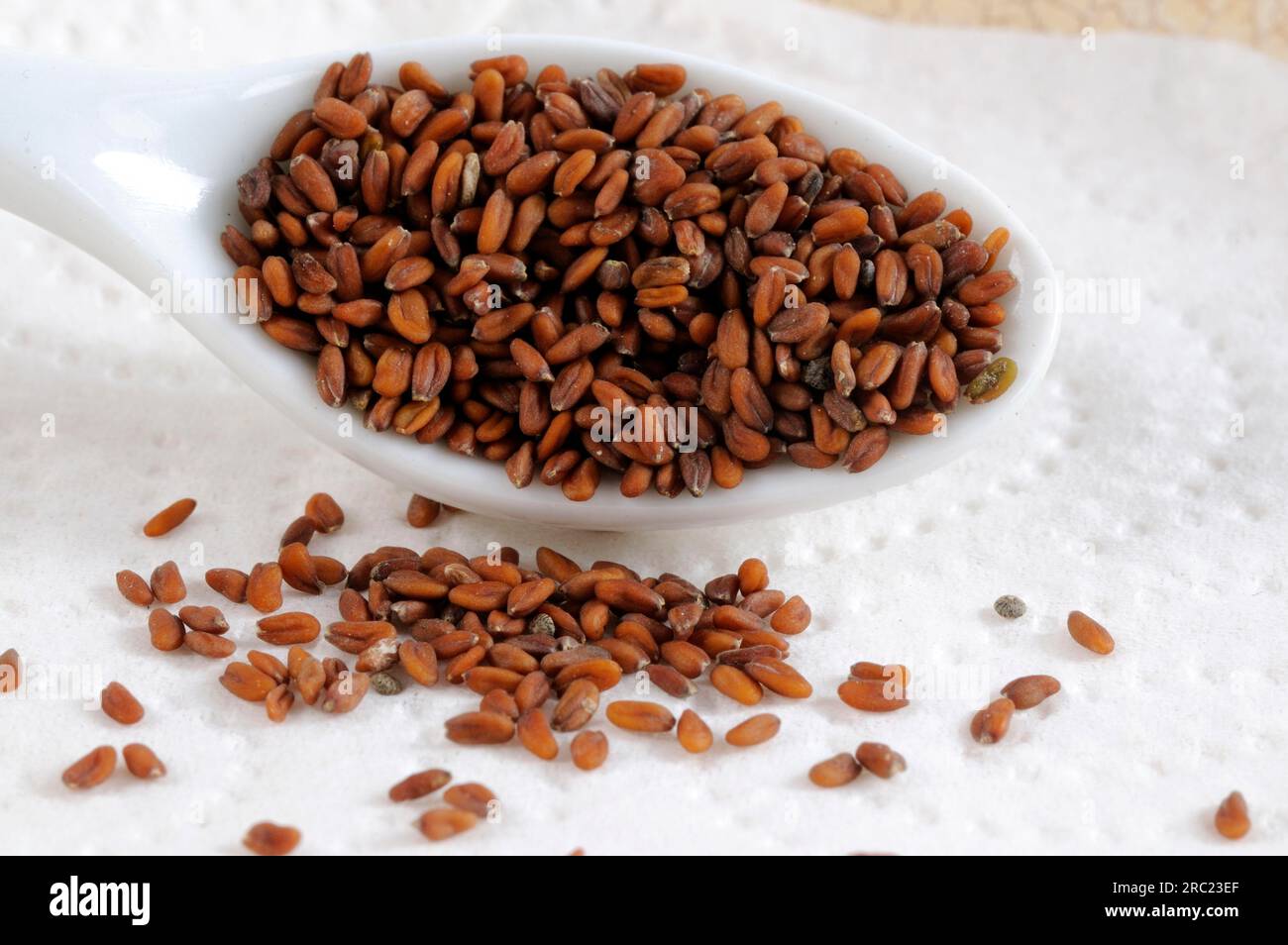 Garden cress (Lepidium sativum), germination sample Stock Photo - Alamy