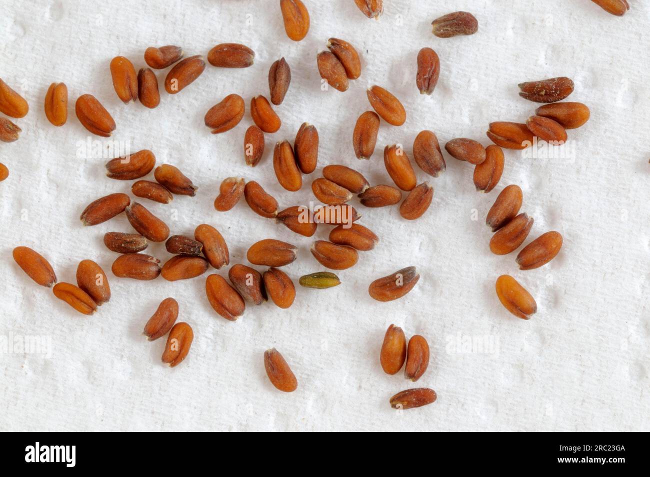 Garden cress (Lepidium sativum), germination sample Stock Photo - Alamy