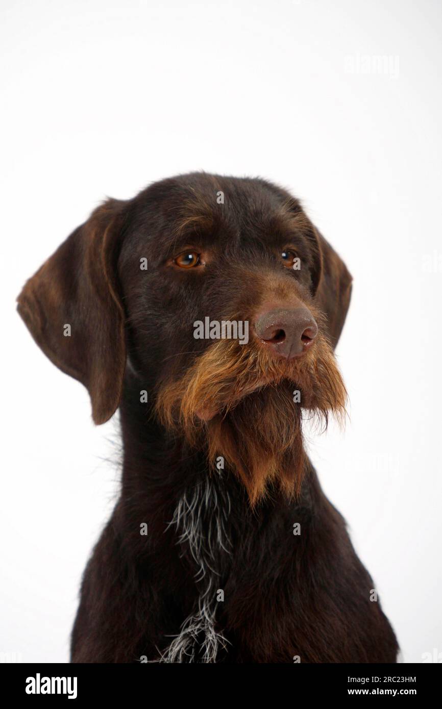 German Wirehair, German Wirehaired Pointing Dog Stock Photo - Alamy