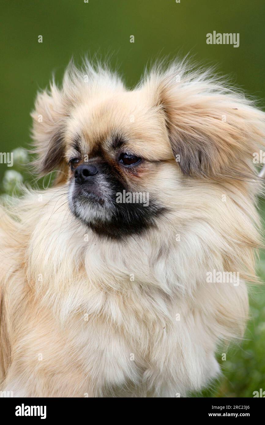 Portrait tibetan spaniel hi-res stock photography and images - Alamy