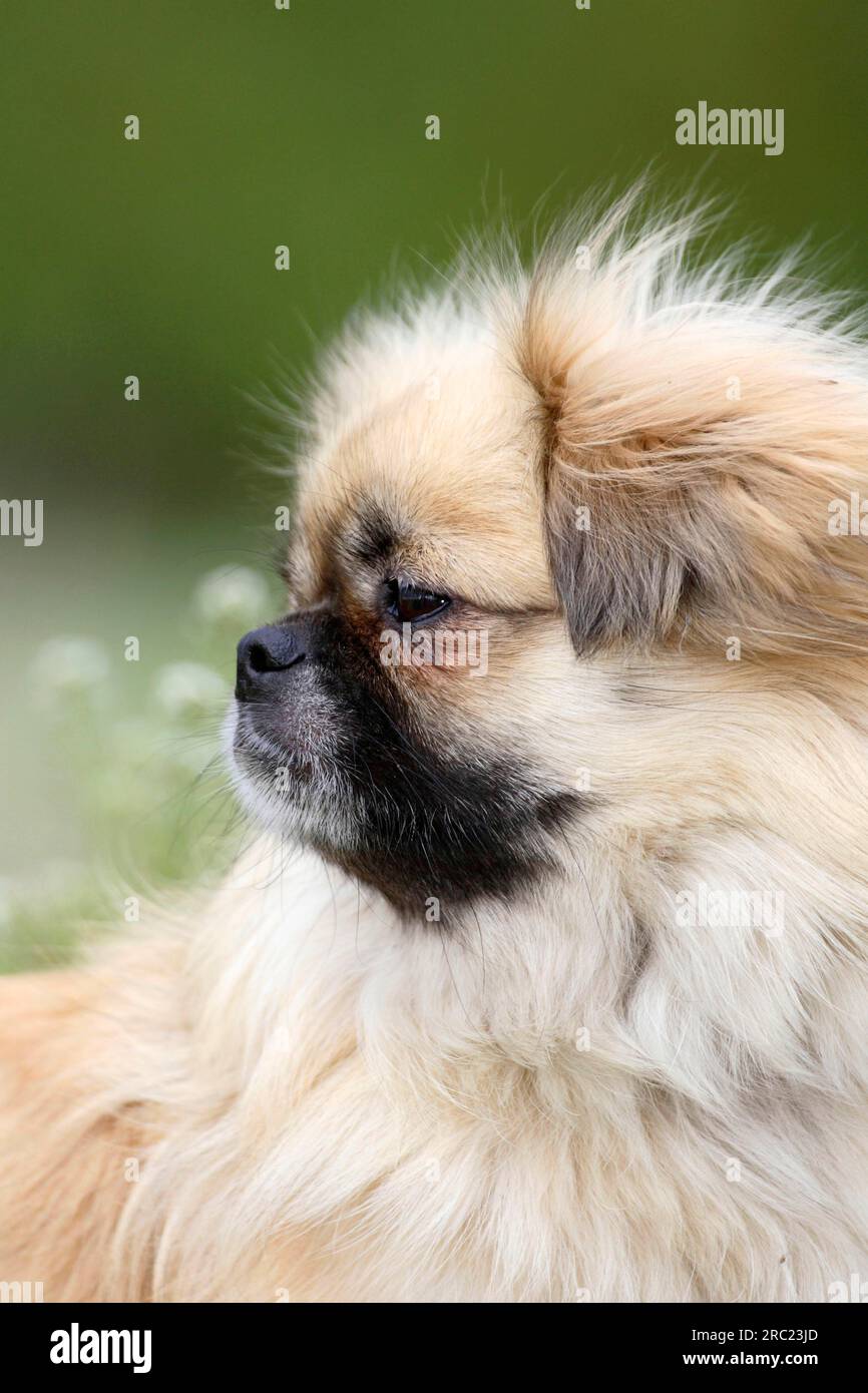 Portrait tibetan spaniel hi-res stock photography and images - Alamy